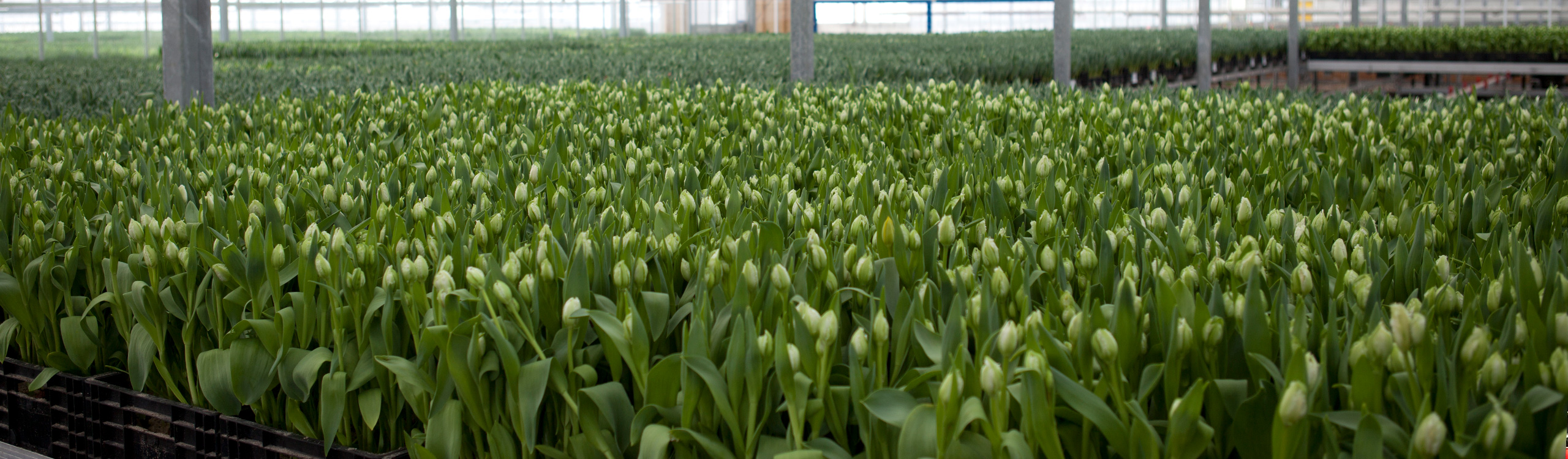 Flower bulbs for greenhouse production | Ruigrok Flowerbulbs