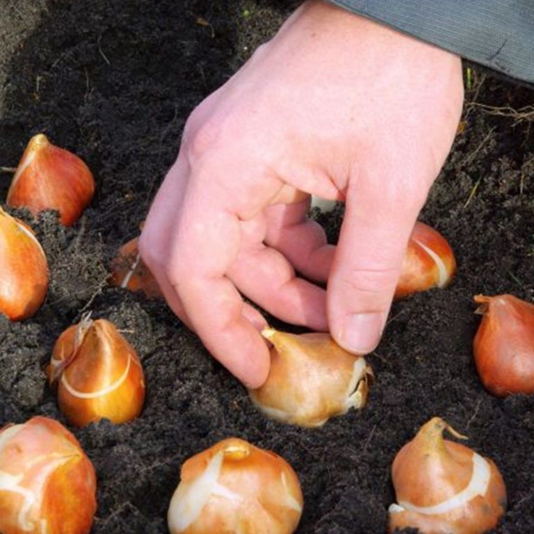 We are your wholesale flowerbulb farm | Ruigrok Flowerbulbs