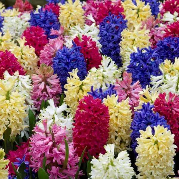 Landscaping with Hyacinths | Ruigrok Flowerbulbs