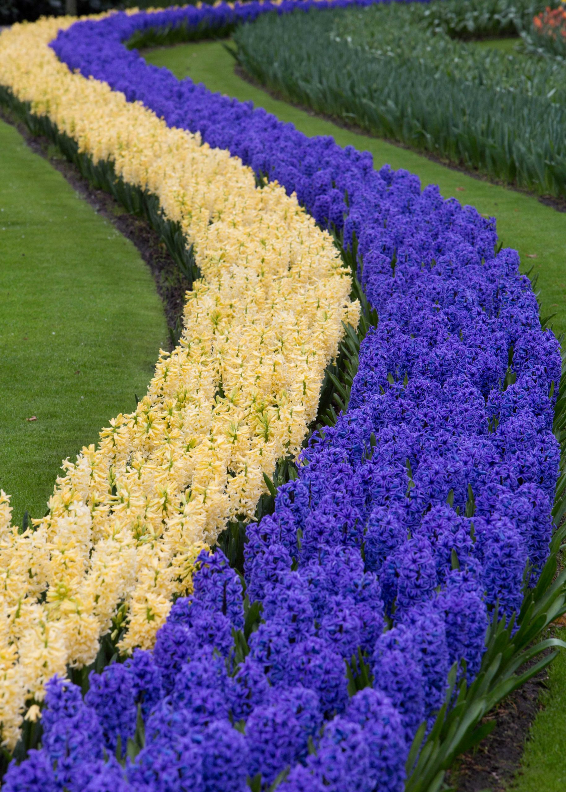 Landscaping with Hyacinths | Ruigrok Flowerbulbs
