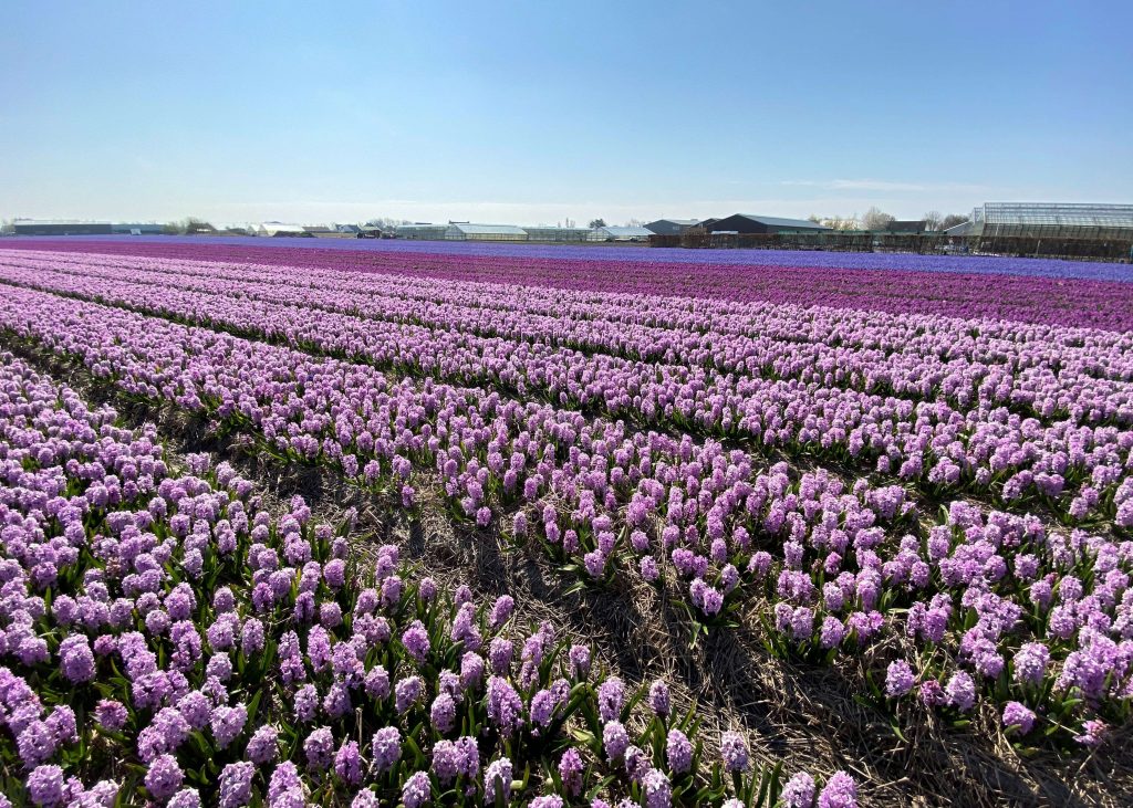 Landscaping with Hyacinths | Ruigrok Flowerbulbs
