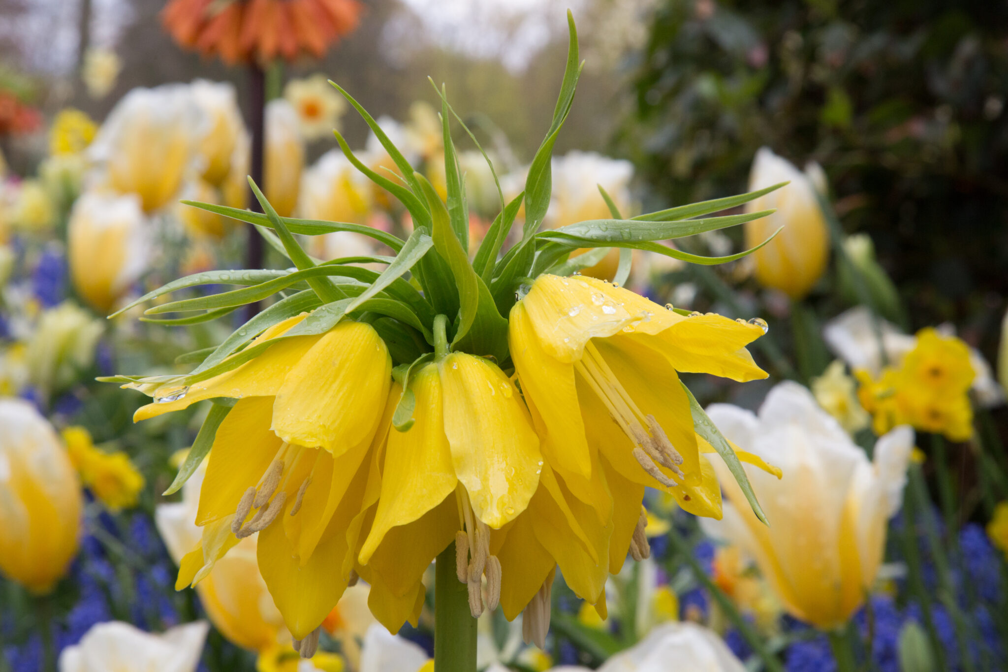 We are your wholesale flowerbulb farm | Ruigrok Flowerbulbs