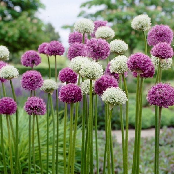 Allium Giant 'Giant Mixture' - Ruigrok Flowerbulbs