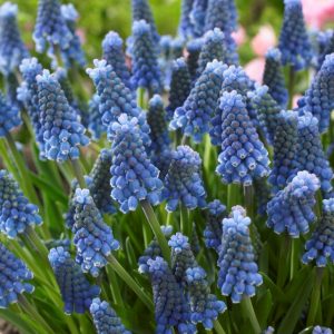 Muscari 'Blue Magic' - Ruigrok Flowerbulbs