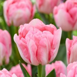 Tulipa Double Early 'Foxtrot' - Ruigrok Flowerbulbs