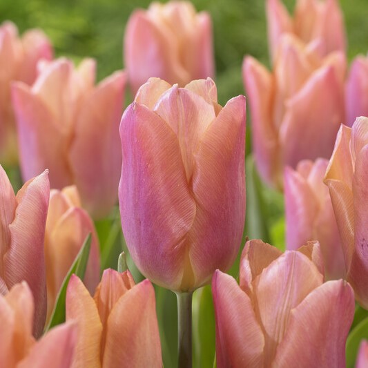 Tulipa Single Early 'Salmon Prince' - Ruigrok Flowerbulbs